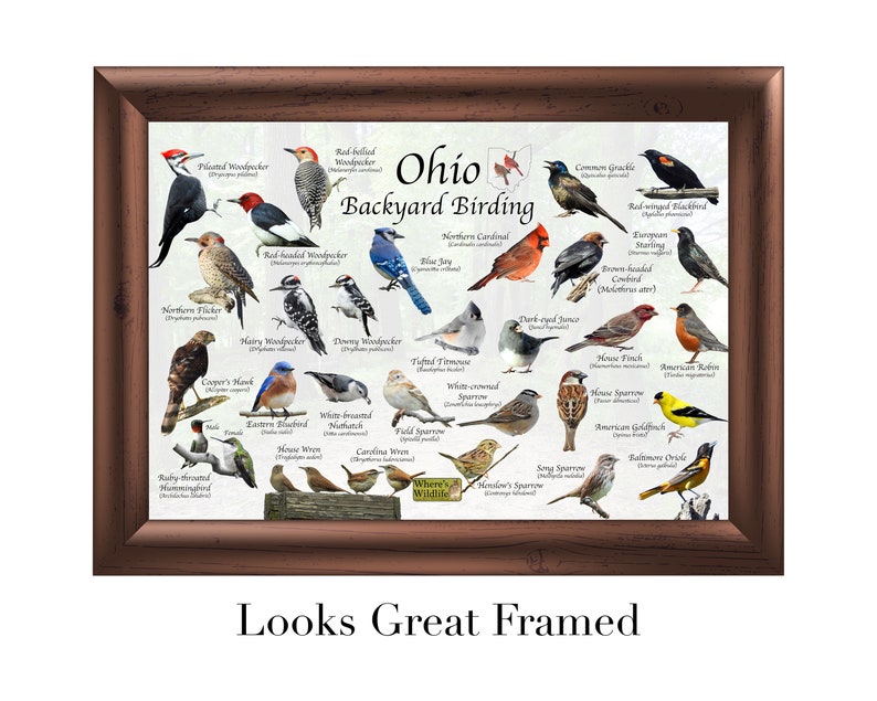 Birds of Ohio Backyard Birding Identification Picture Print/ - Etsy