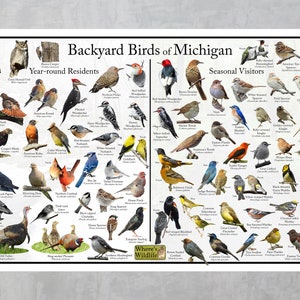 Backyard Birds of Michigan Bird Identification Poster Divided Into Year ...
