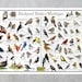 Backyard Birds of Michigan Bird Identification Poster Divided Into Year ...