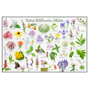 Native Wildflowers of Maine Flower Identification Poster / Maine Flower ...