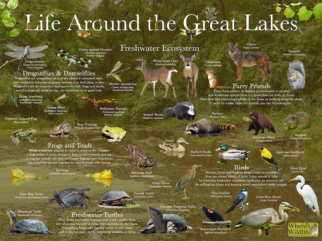 Where's Wildlife Presents Life Around the Great Lakes Fun Educational ...