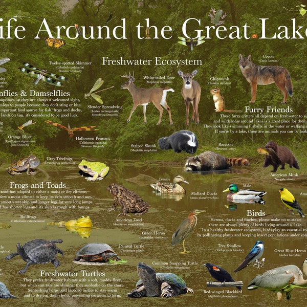 Educational Bird Nature Poster - Etsy