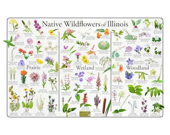 Native Wildflowers of Missouri Flower Identification Poster Divided ...