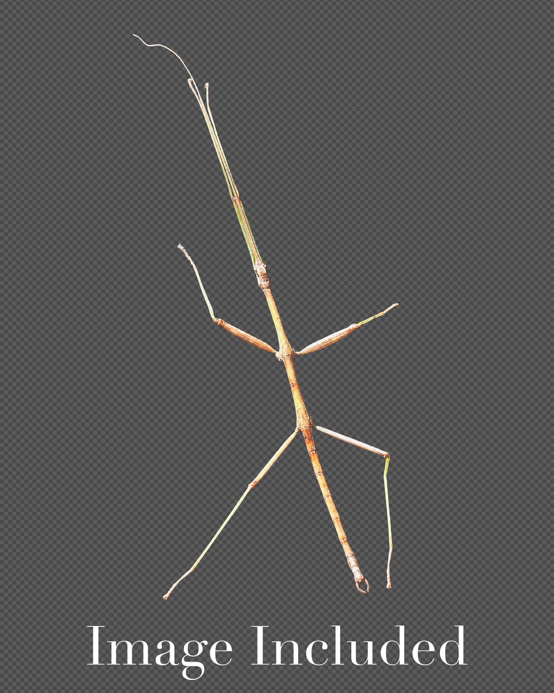 Walking Stick Bugs Clip Art set of 5 PNG Clipart With - Etsy