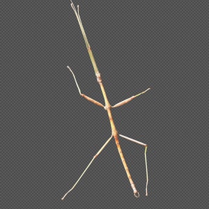 Walking Stick Bugs Clip Art (set of 5) PNG Clipart With Transparent ...