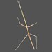 Walking Stick Bugs Clip Art (set of 5) PNG Clipart With Transparent ...