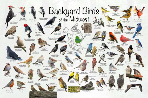 Backyard Birds of the Midwest / North America Bird - Etsy