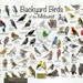 Backyard Birds of the Midwest / North America Bird Identification ...
