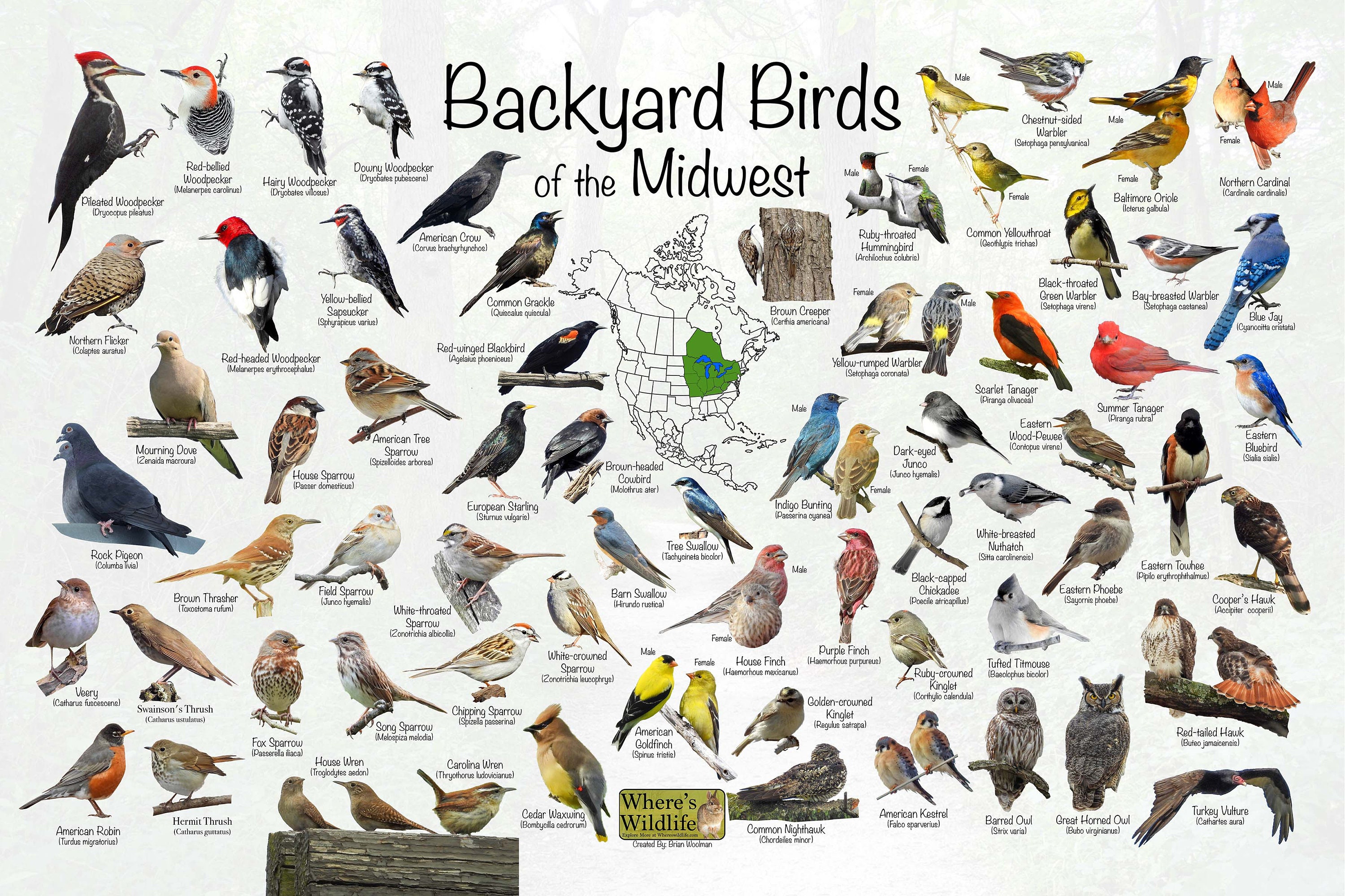 North American Backyard Birds