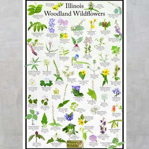 Illinois Woodland Wildflower Field Guide / Flower Identification Poster ...