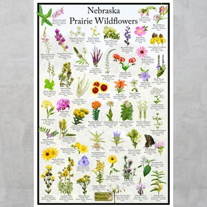 Nebraska Prairie Wildflower Poster / State Flower Guide Providing ...