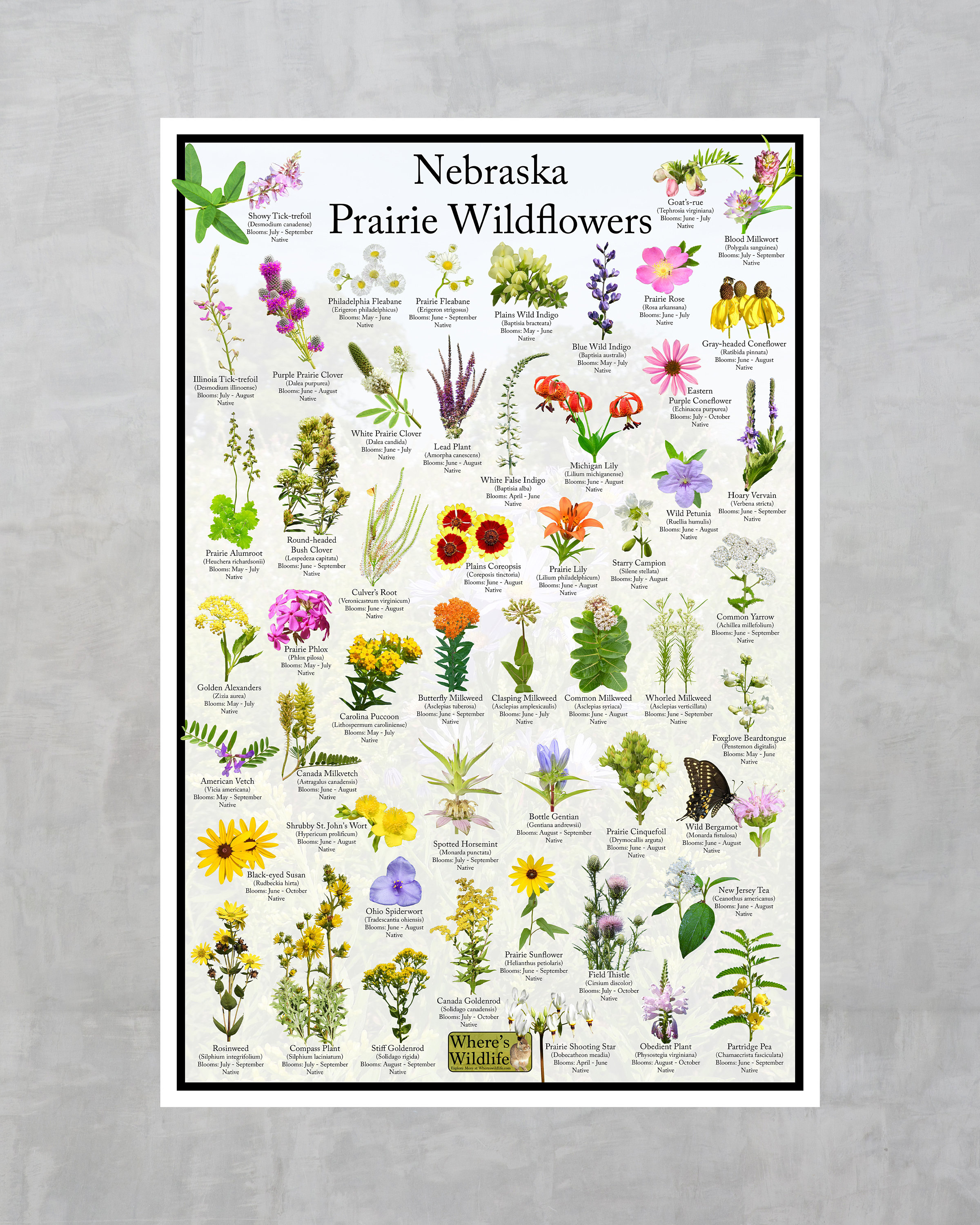 Nebraska Prairie Wildflower Poster / State Flower Guide Providing ...