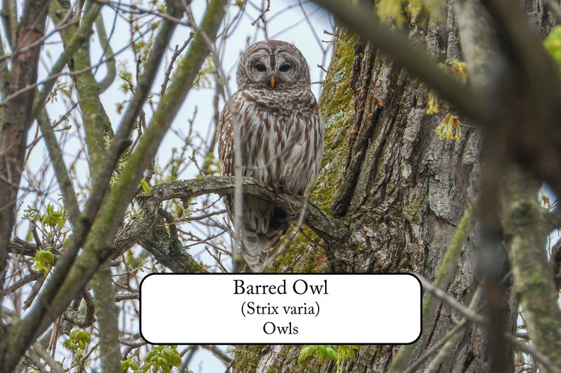 Common Birds of the Midwest Nature Collage Poster / Contains - Etsy