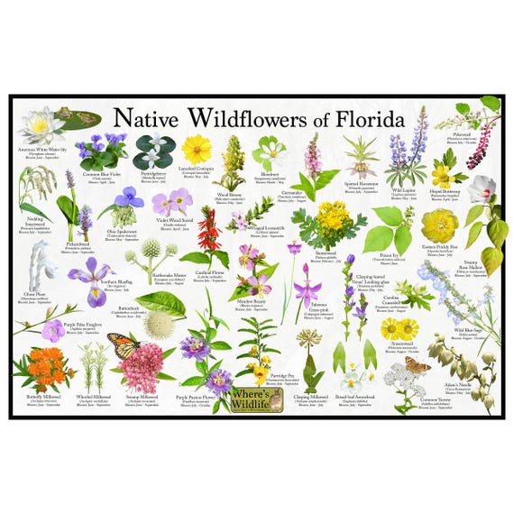 Plantas Que Son Nativas De Florida TechTalk: Nature Based Solutions: