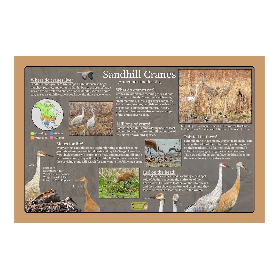 Sandhill Cranes Educational Nature Poster / Wildlife and Bird Posters ...