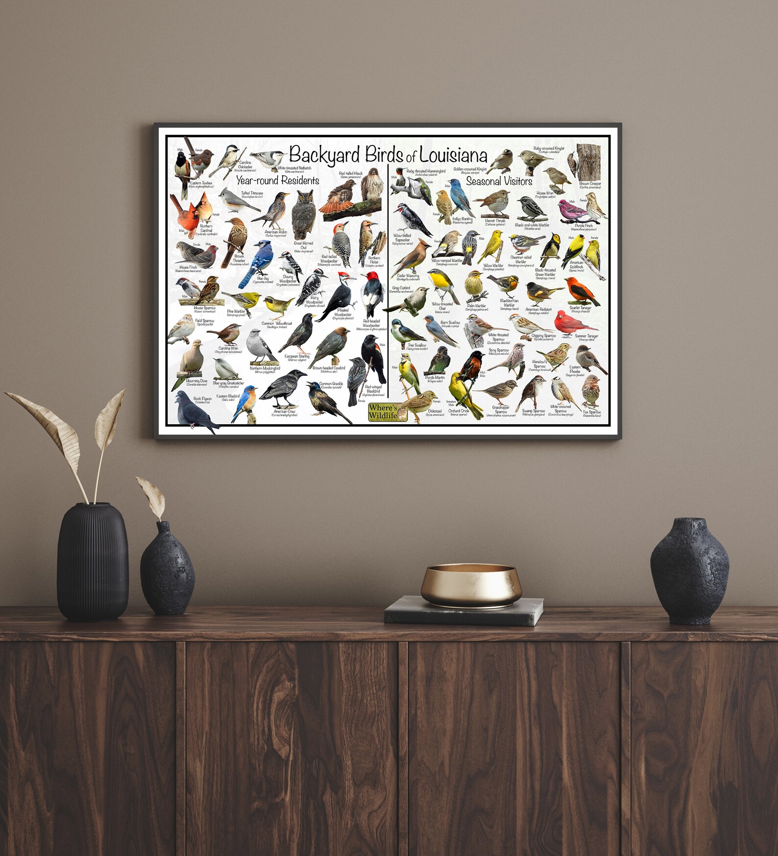 Backyard Birds of Louisiana Bird Identification Poster Divided by Year ...