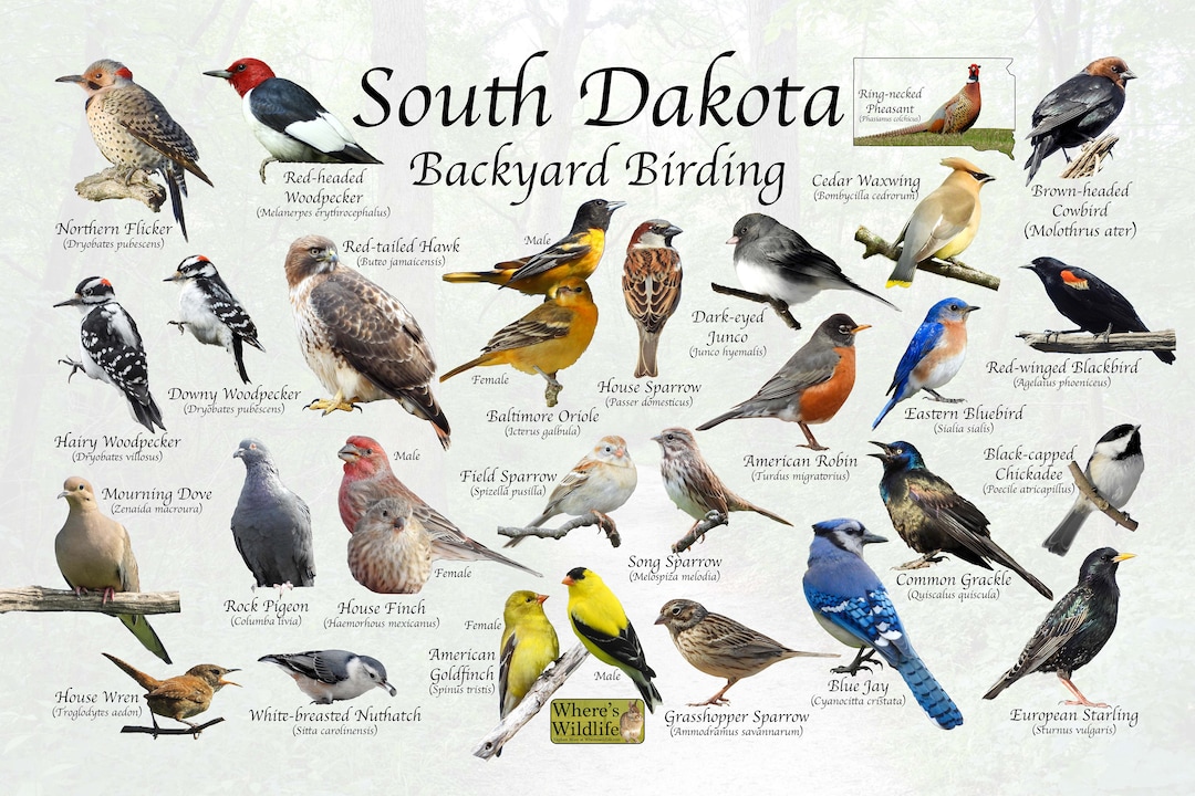 Birds of South Dakota Backyard Birding Photo Identification Print ...