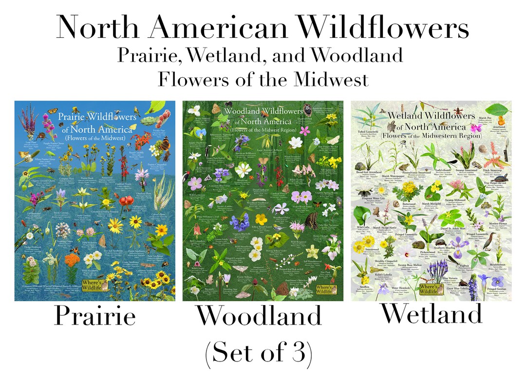 Wildflowers of North American Flowers of the Midwest Nature Poster ...
