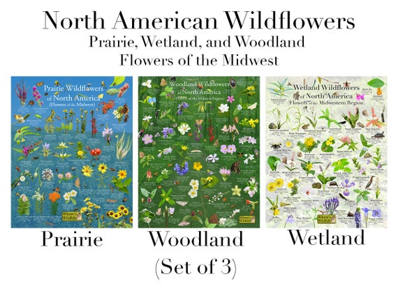 Wildflowers of North American Flowers of the Midwest Nature - Etsy