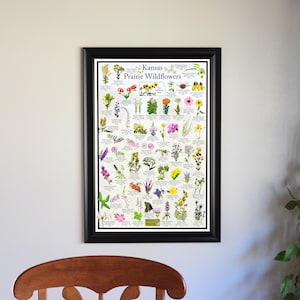 Kansas Prairie Wildflower Nature Poster / State Wildflower ...