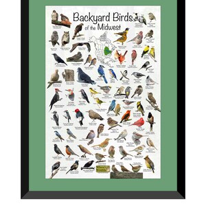 Backyard Birds of the Midwest Region North America Bird Identification ...