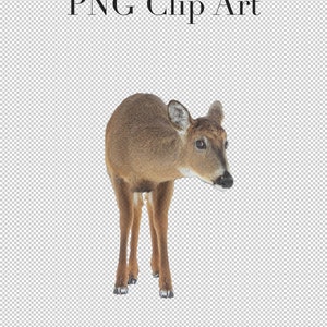 White Tailed Deer Animal Clip Art (set of 5) PNG Clipart With ...