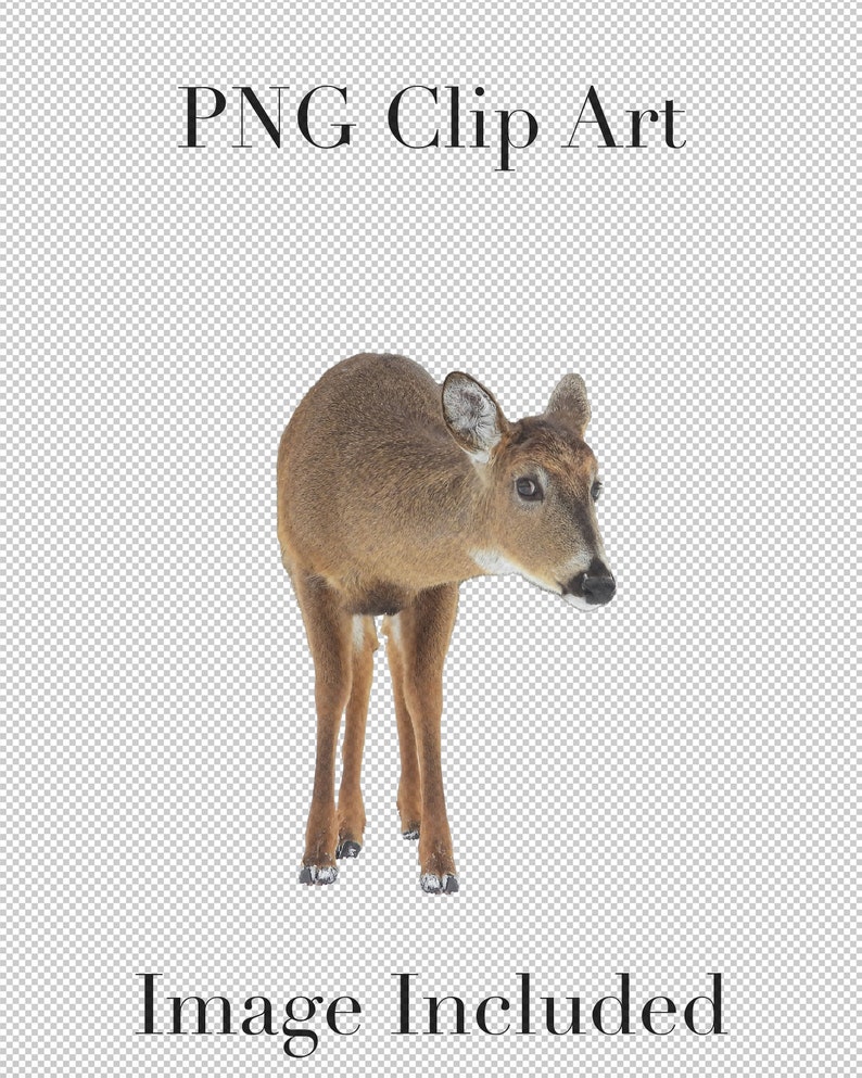 White Tailed Deer Animal Clip Art (set of 5) PNG Clipart With ...