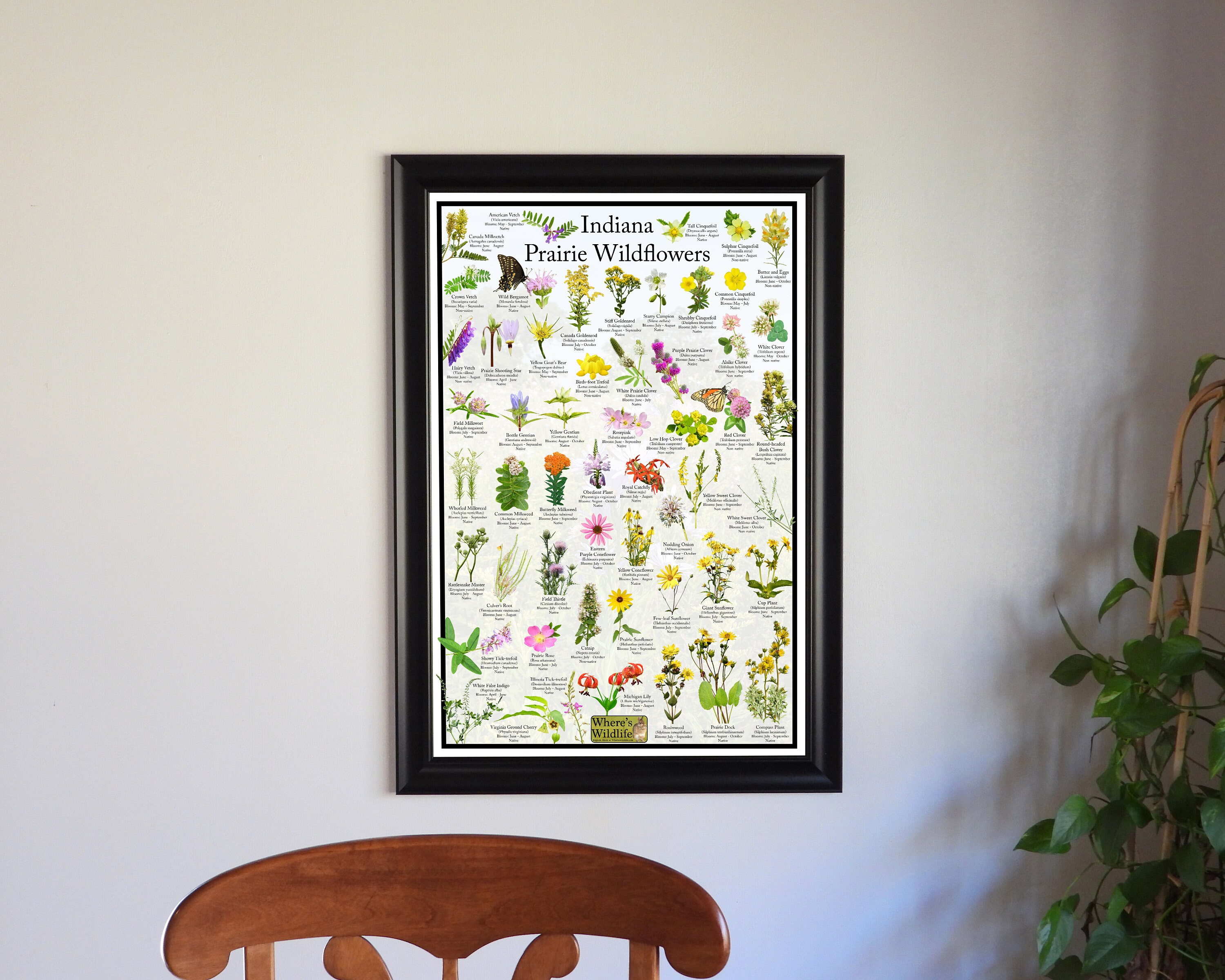 Indiana Prairie Wildflower Identification Poster / Flower - Etsy