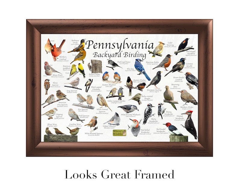Birds of Pennsylvania Backyard Birding Identification Picture - Etsy