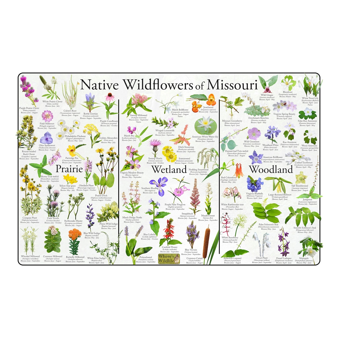 Native Wildflowers of Missouri Flower Identification Poster Divided ...