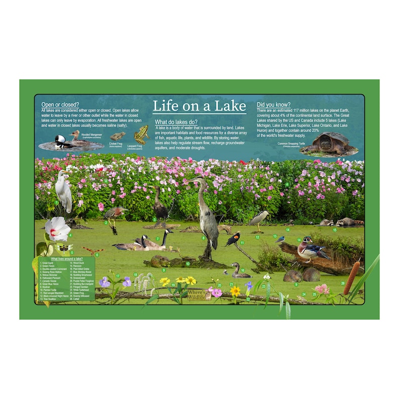Life on a Lake Educational Nature Poster / Wildlife and Landscape ...
