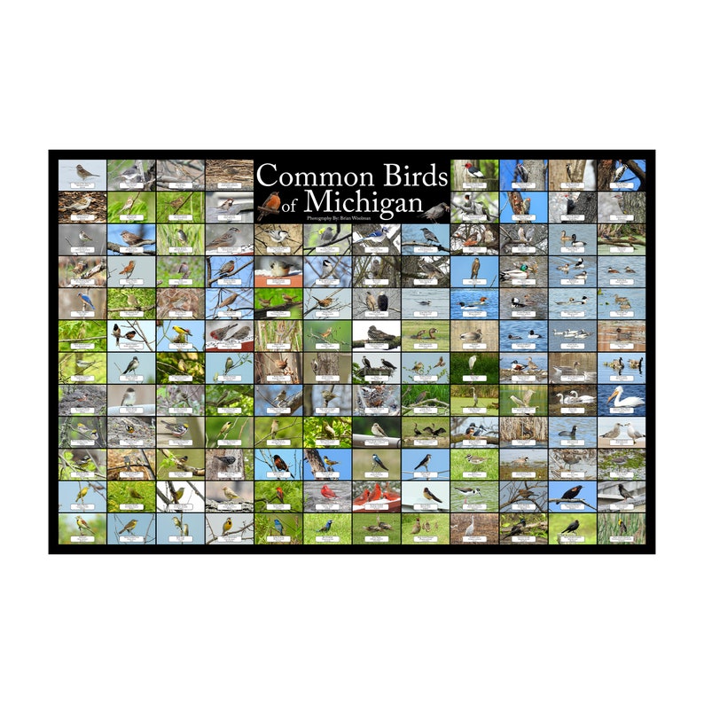 Common Birds of Michigan Nature Collage Bird Poster / Contains - Etsy