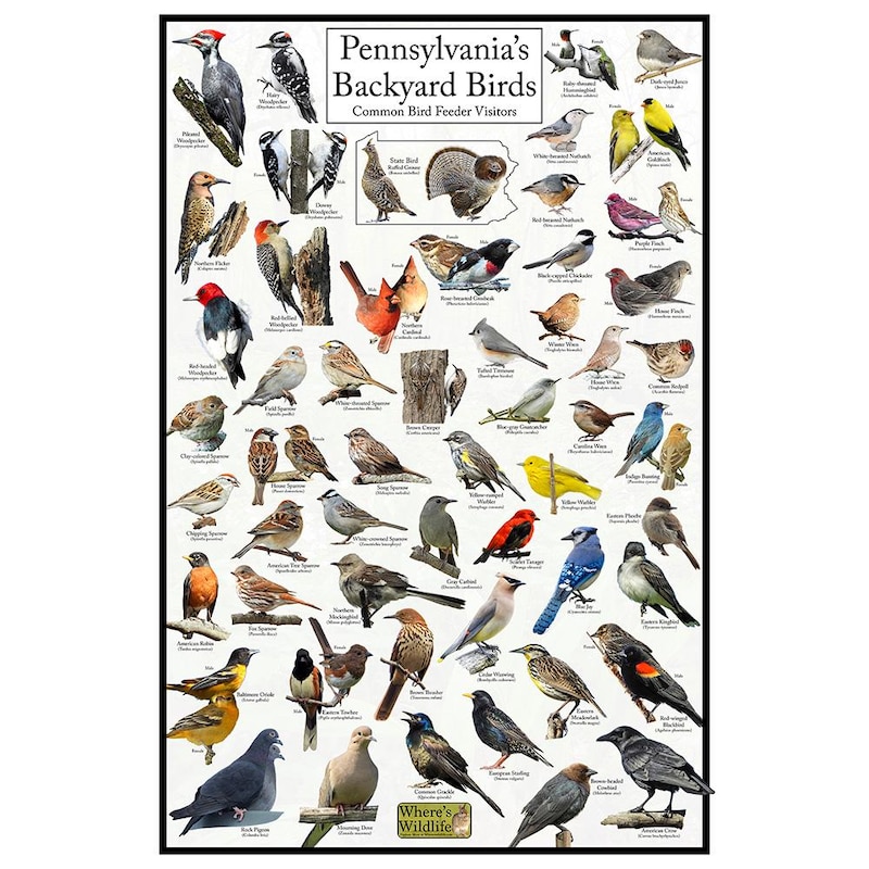 Pa Bird Wall Art - Etsy