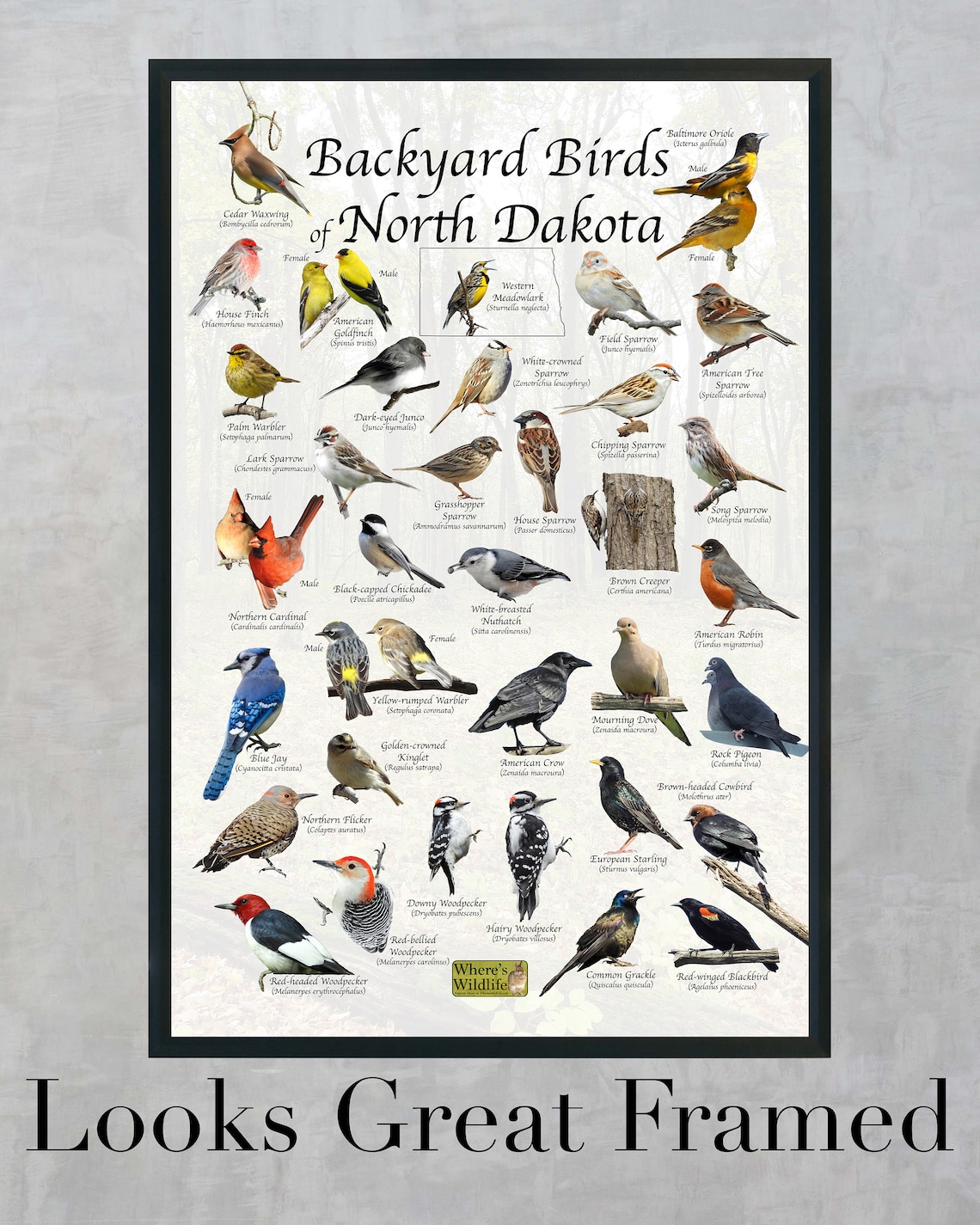 Backyard Birds Of North Dakota Bird Identification Poster Bird Field