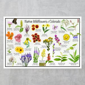 Native Wildflowers of Colorado / State Flower Field Guide Poster ...