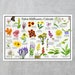 Native Wildflowers of Colorado / State Flower Field Guide Poster ...