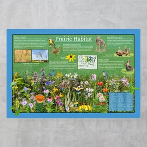 Prairie Habitat Educational Nature Poster / Fun Kids Wildlife Poster ...