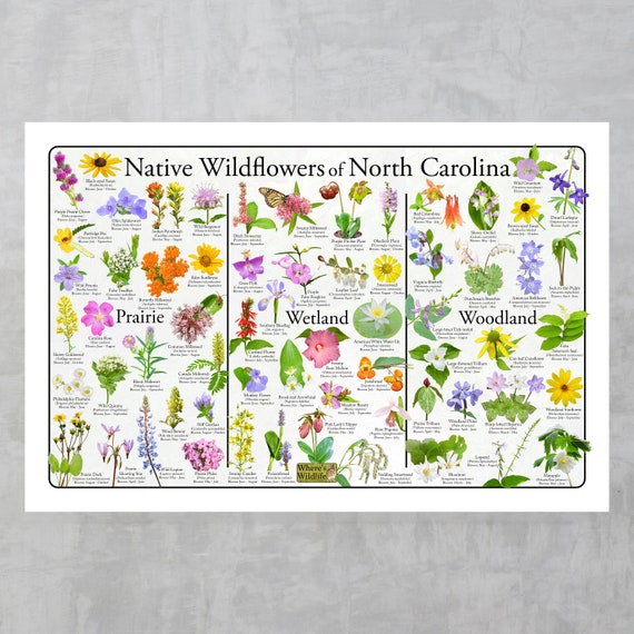 Native Wildflowers In North Carolina Native Plant News North