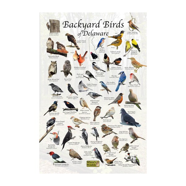 Delaware Poster - Etsy