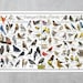 Backyard Birds of Florida Bird Identification Poster Divided Into Year ...
