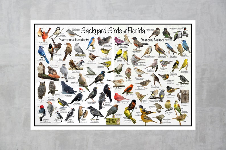 Backyard Birds of Florida Bird Identification Poster Divided - Etsy