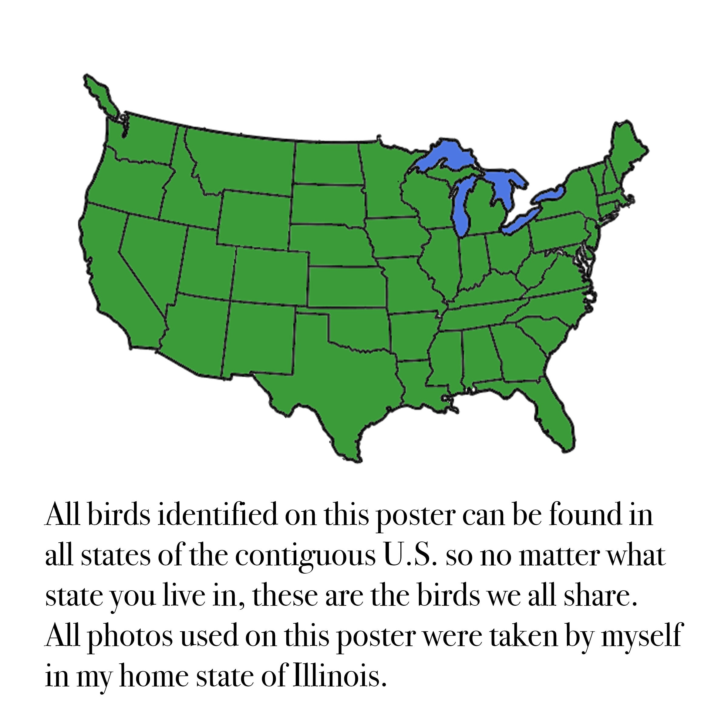 Birds for Beginners Bird Watching Identification Print / Bird - Etsy