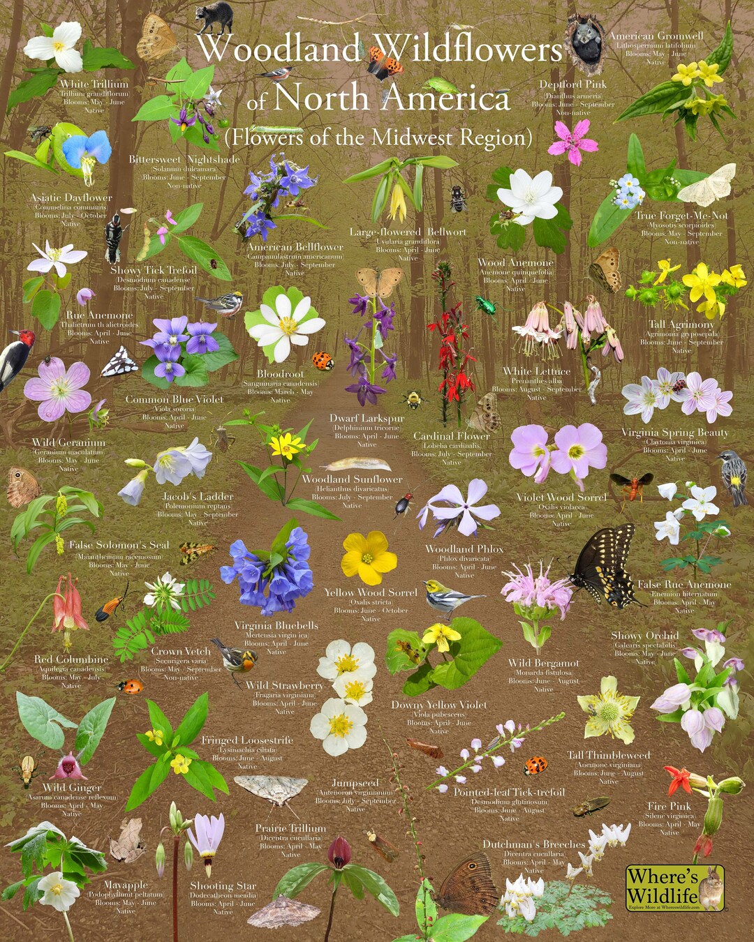 Where's Wildlife Presents Woodland Wildflowers of North America midwest ...
