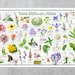 Native Wildflowers of Maine Flower Identification Poster / Maine Flower ...