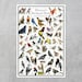 Missouri's Backyard Birds Poster - Missouri Bird Watching Chart ...
