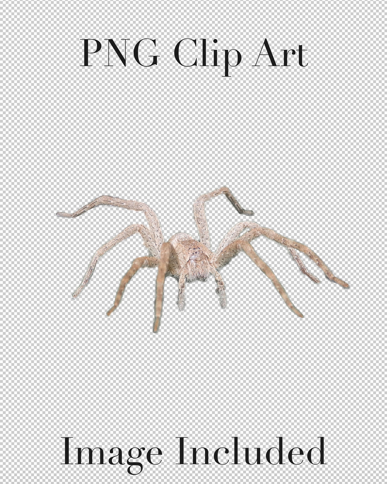 Creepy Crawly Spiders Clip Art set of 5 PNG Clipart With - Etsy