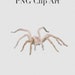 Creepy Crawly Spiders Clip Art set of 5 PNG Clipart With Transparent ...