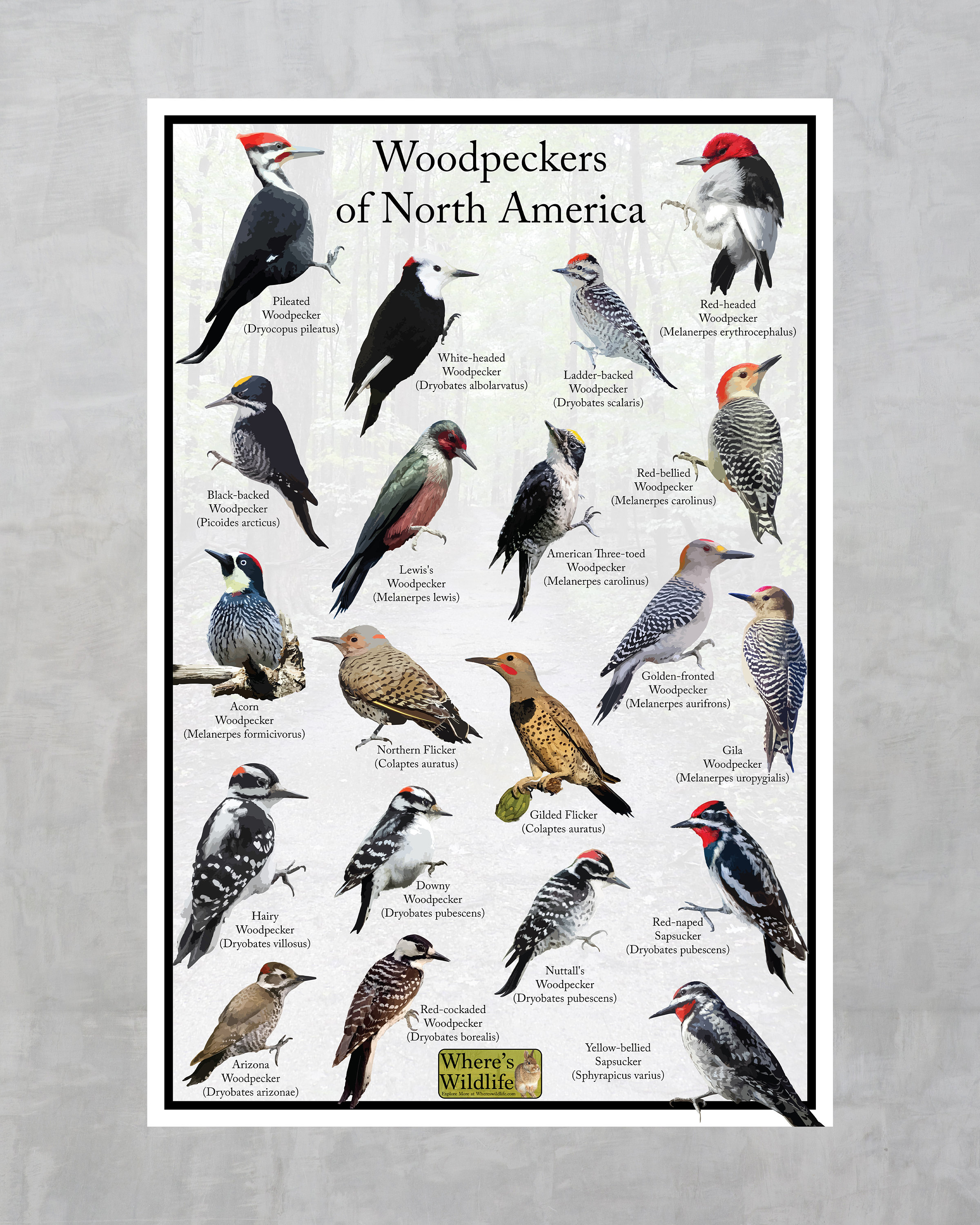 Baby Woodpecker Identification