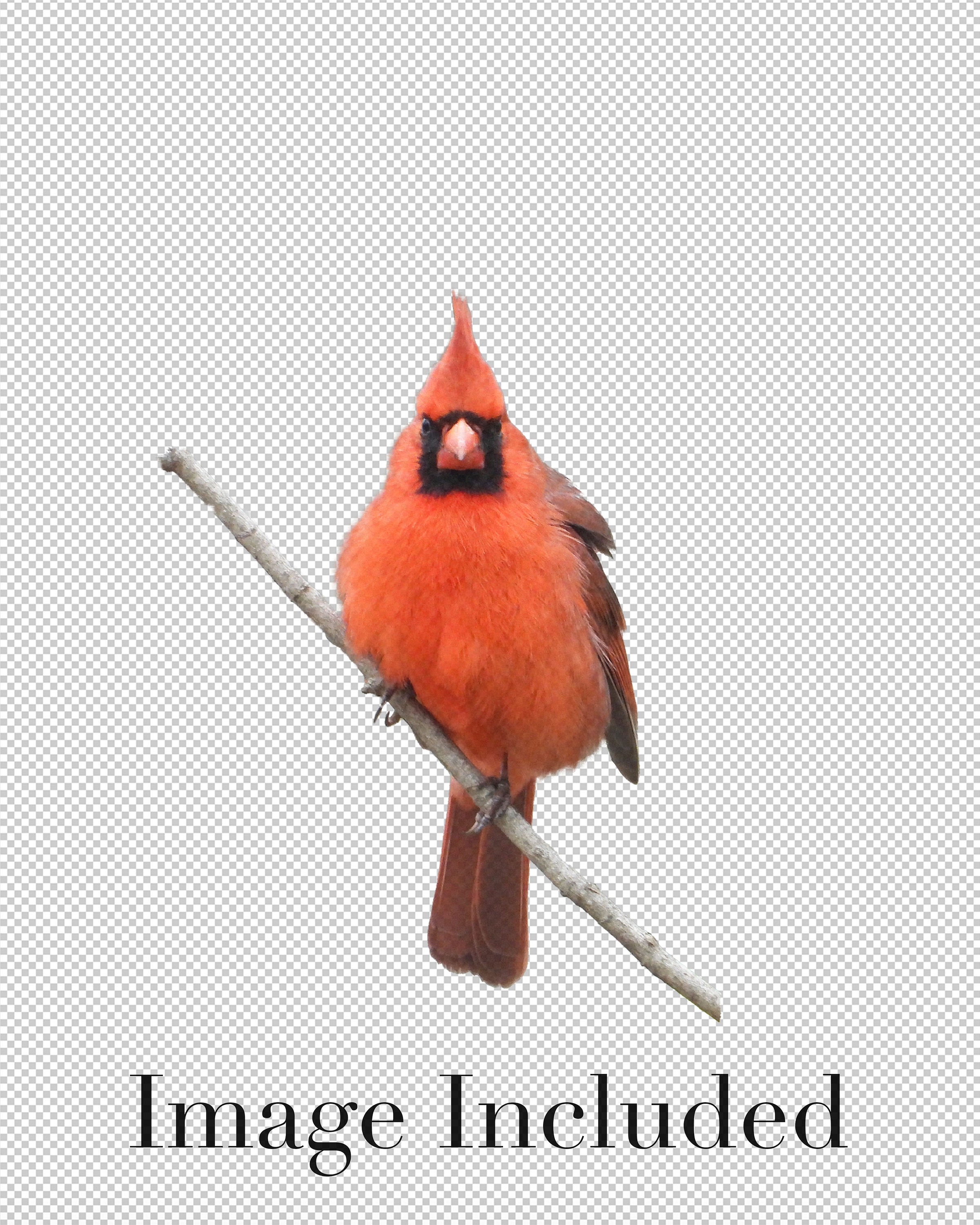 Northern Cardinal Bird Set of 5 PNG Clipart With Transparent - Etsy