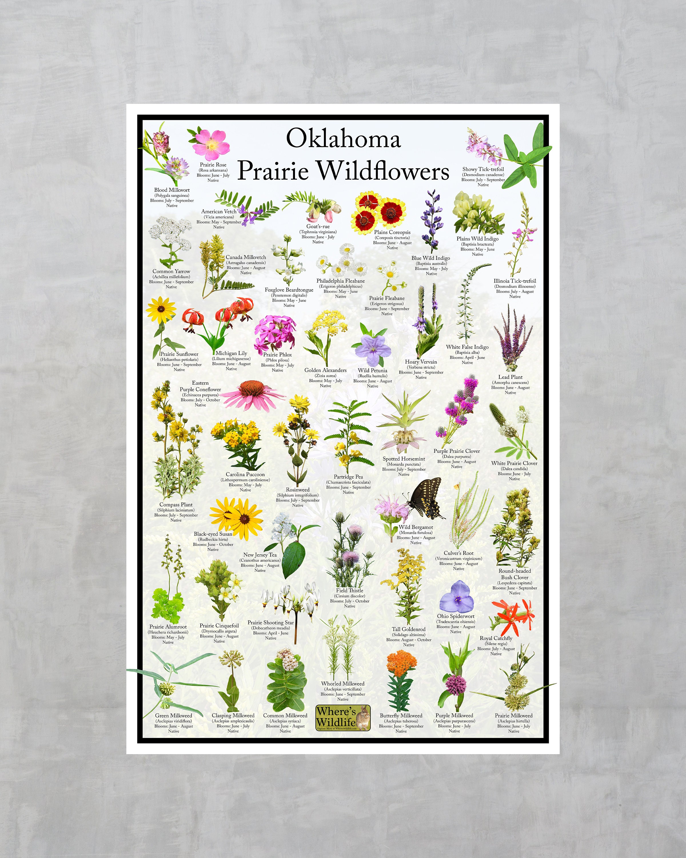 Oklahoma Prairie Wildflower Poster / State Flower Guide Providing ...